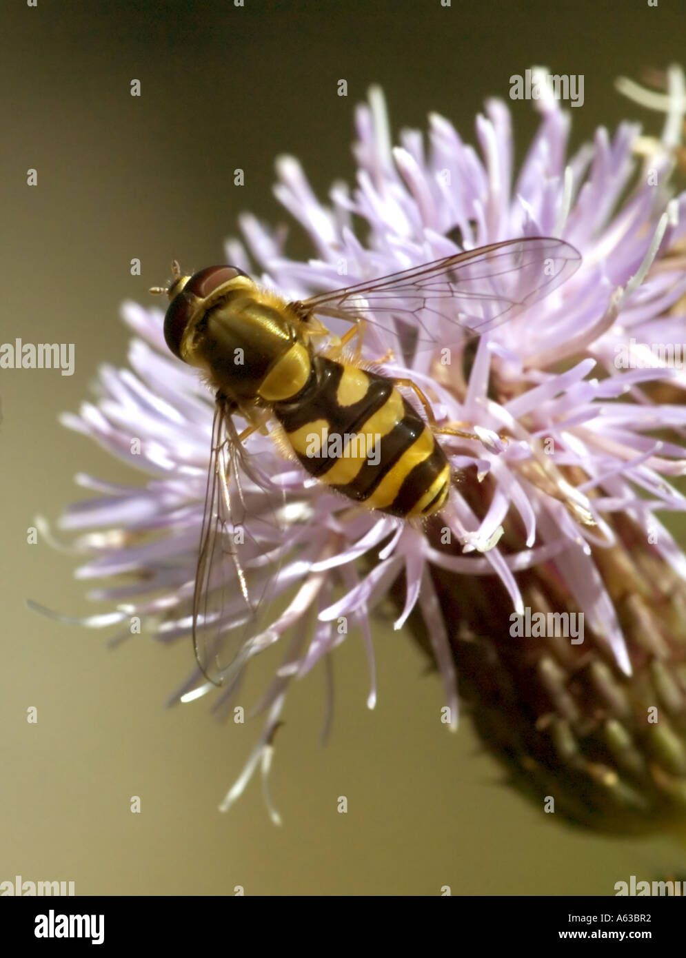 Scottish hoverfly hi-res stock photography and images - Alamy