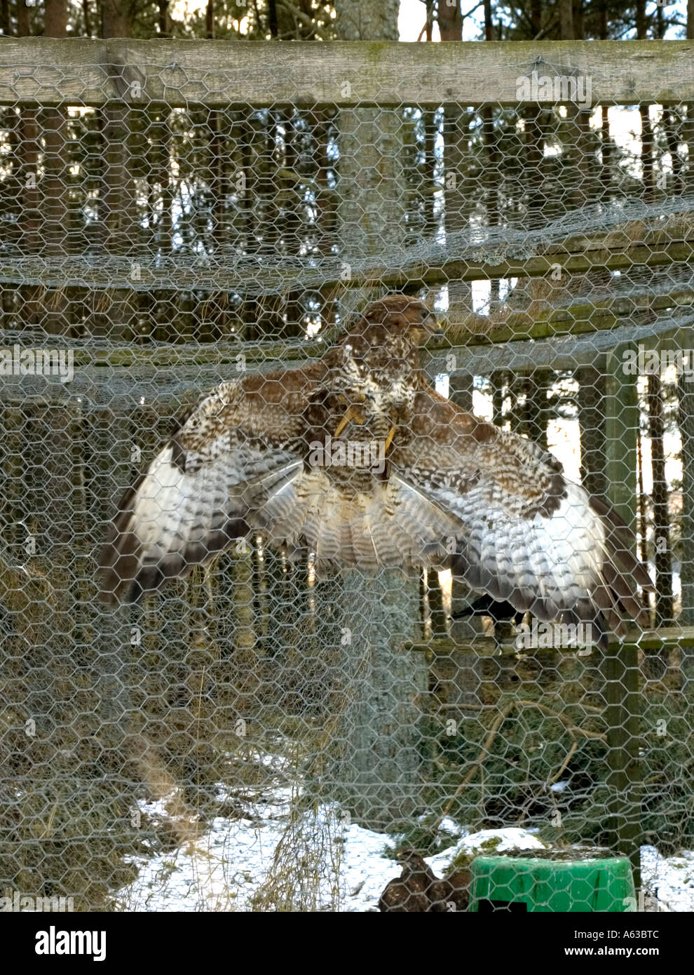 A common buzzard, accidentally caught in a Larsen trap on a southern ...