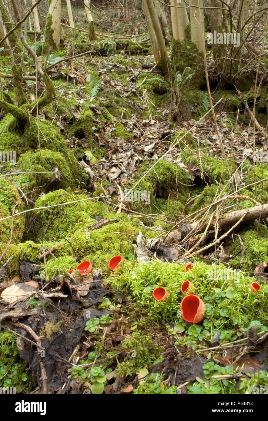 Scarlet elf cup in woodland hi-res stock photography and images - Alamy