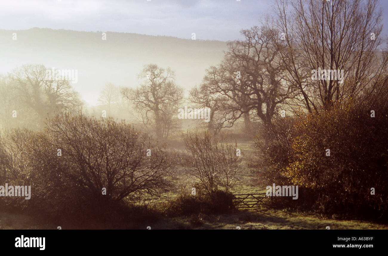 Misty Autumn morning in the Culm Valley near Bradninch, Devon Stock ...