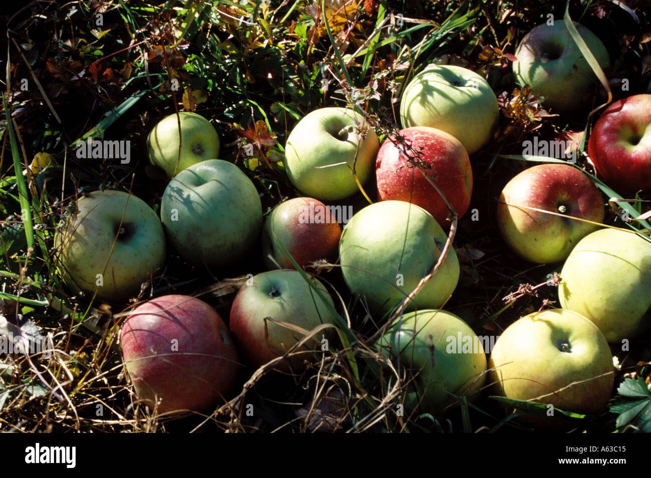 Apples in apple orchard in New York State USA Stock Photo - Alamy