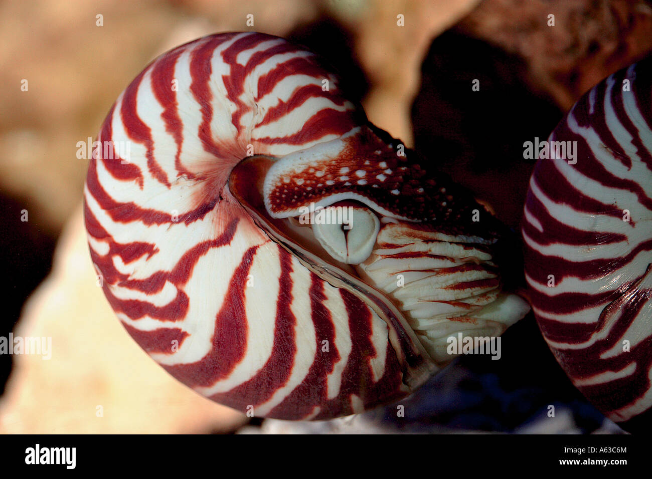 Pearly Nautilus Nautilus pompilius Stock Photo - Alamy