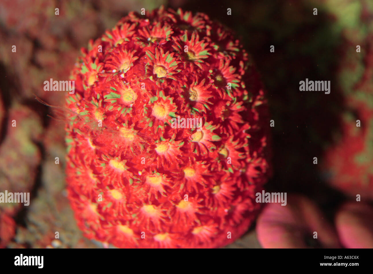 Soft Coral Class Anthozoa Stock Photo - Alamy