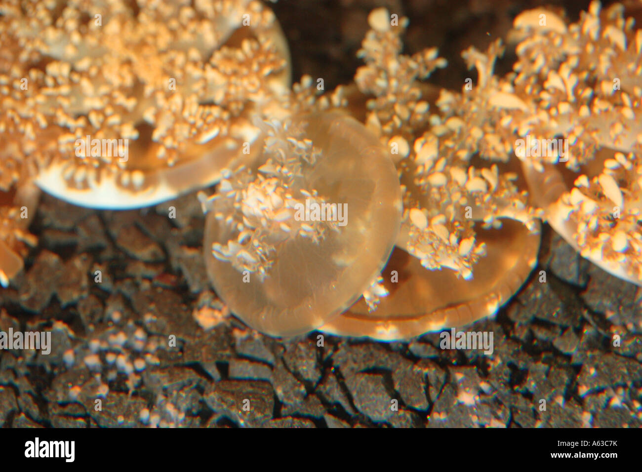 Thimble Jellyfish Larvae