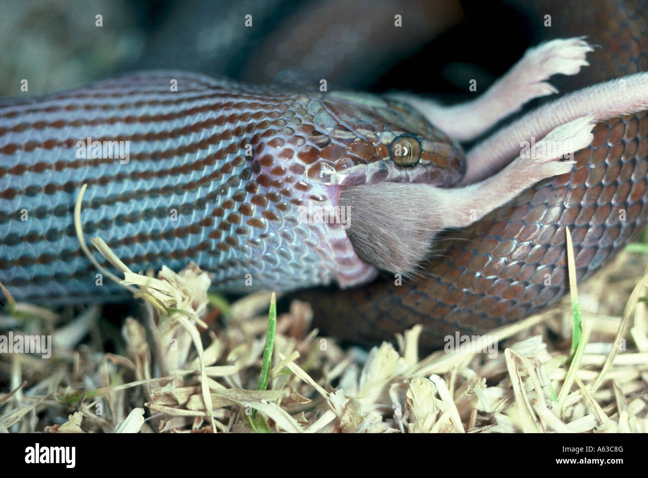 Snake swallowing mouse hi-res stock photography and images - Alamy