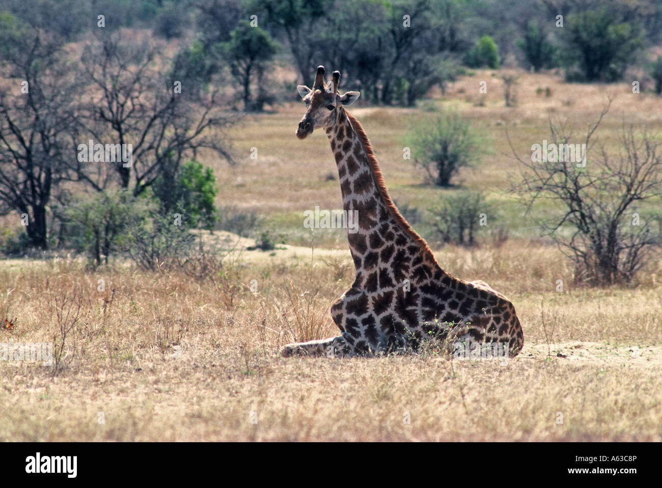 Giraffe Giraffa camelopardalis Stock Photo - Alamy