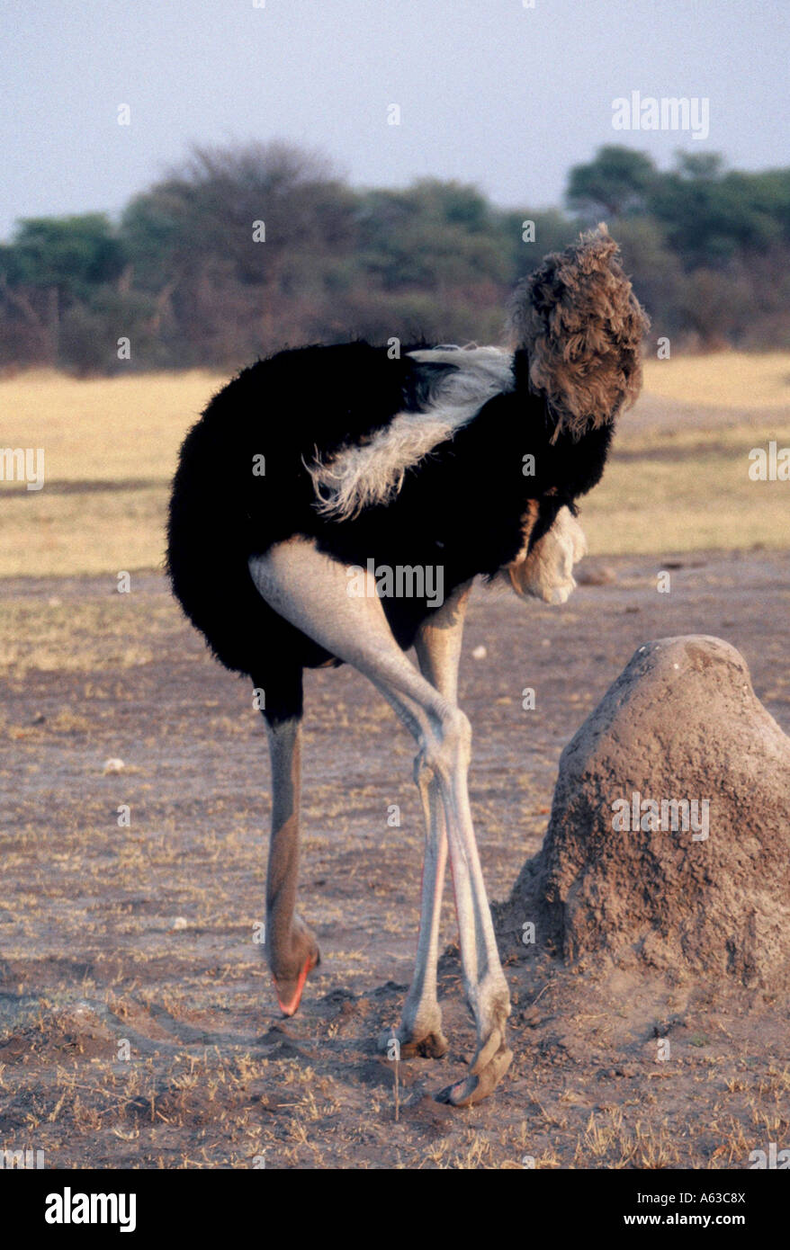 Ostrich preening hi-res stock photography and images - Alamy