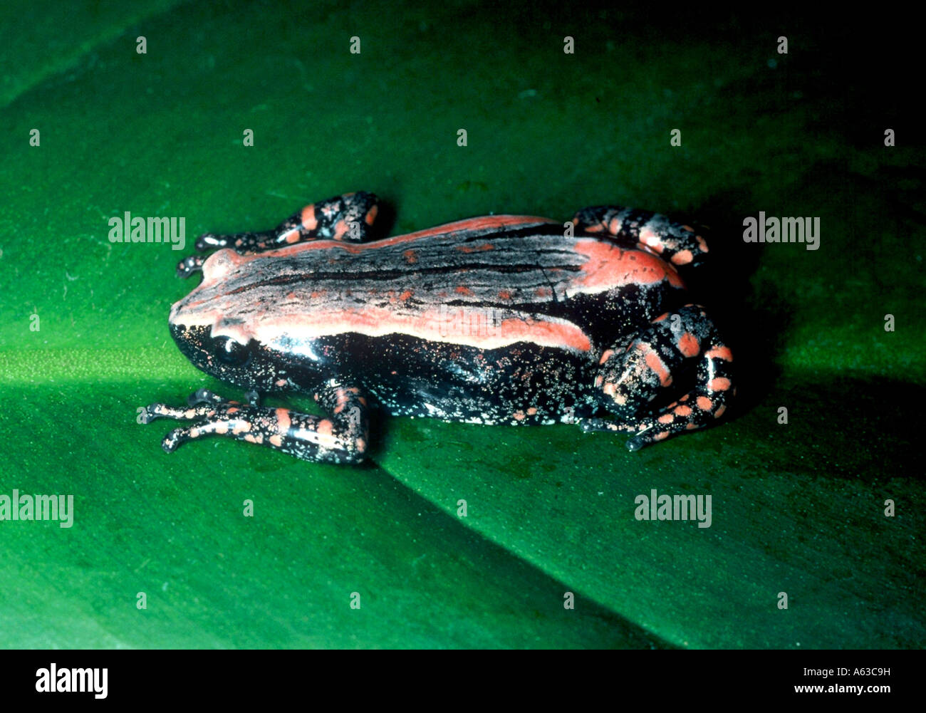 Red Banded Rubber Frog Stock Photo - Alamy