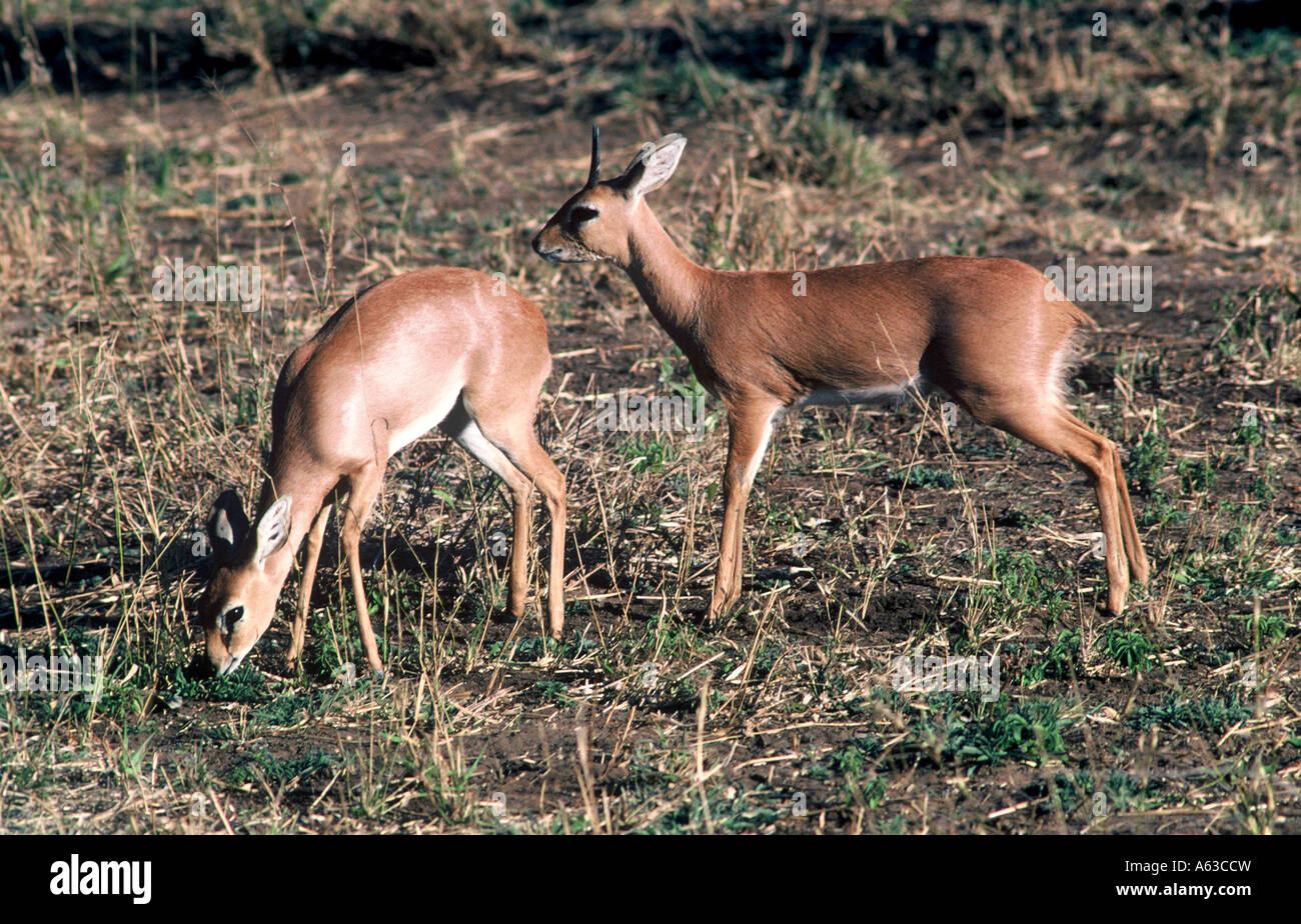 Steenbok Raphicerus campestris Stock Photo - Alamy