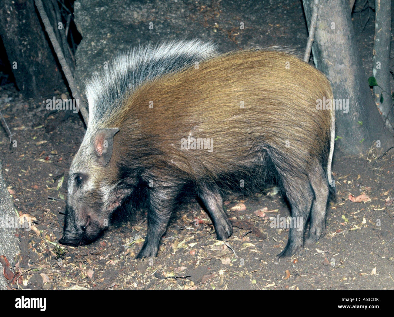 Bushpig, Potamochoerus porcus Stock Photo - Alamy