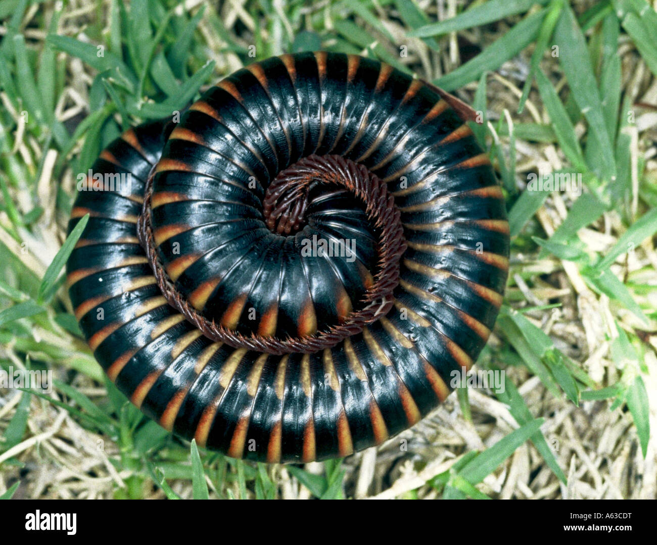 Millipede Head Stock Photos & Millipede Head Stock Images - Alamy