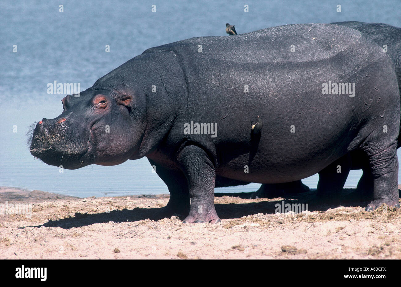 sub-adult hippo, Hippopotamus amphibius Stock Photo - Alamy