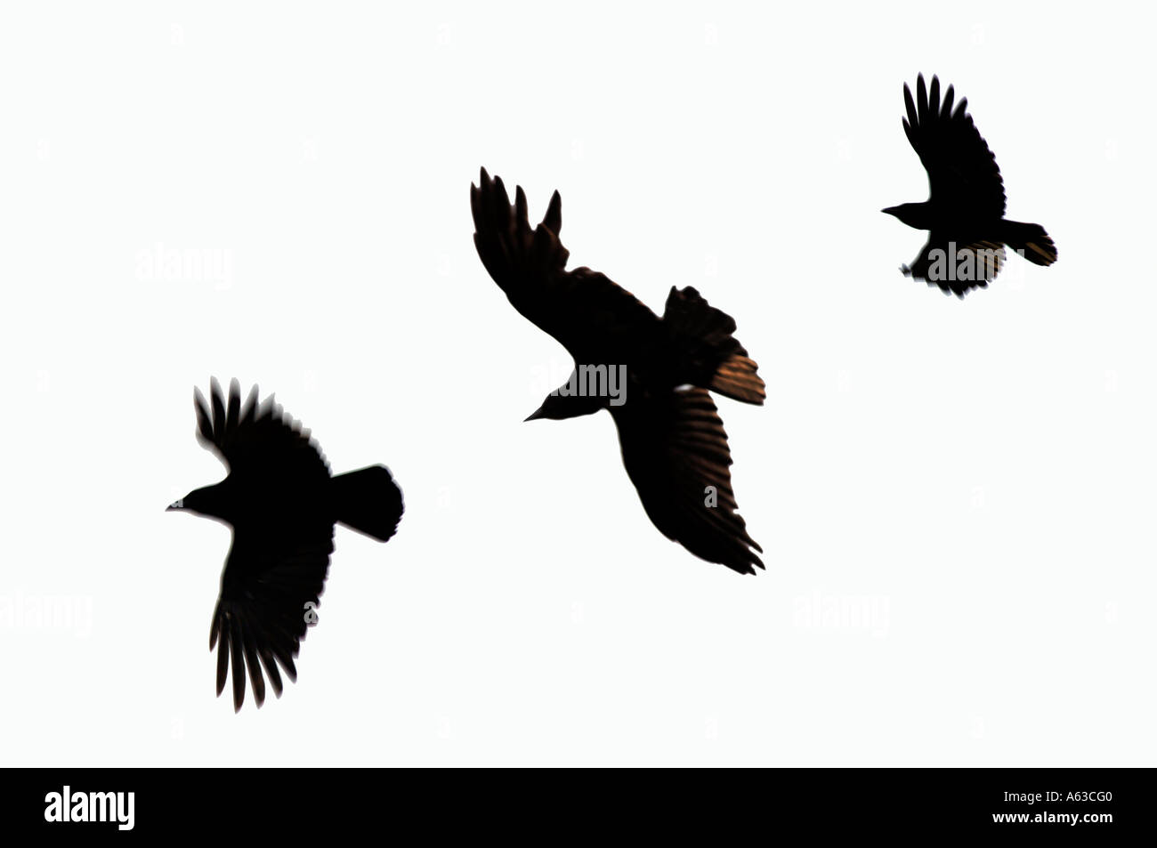 As The Crow Flies Stock Photo - Alamy