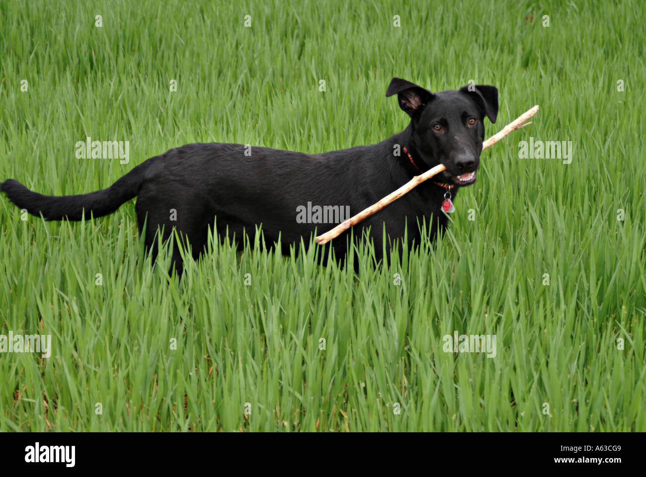 Dog in field fetching stick Stock Photo - Alamy