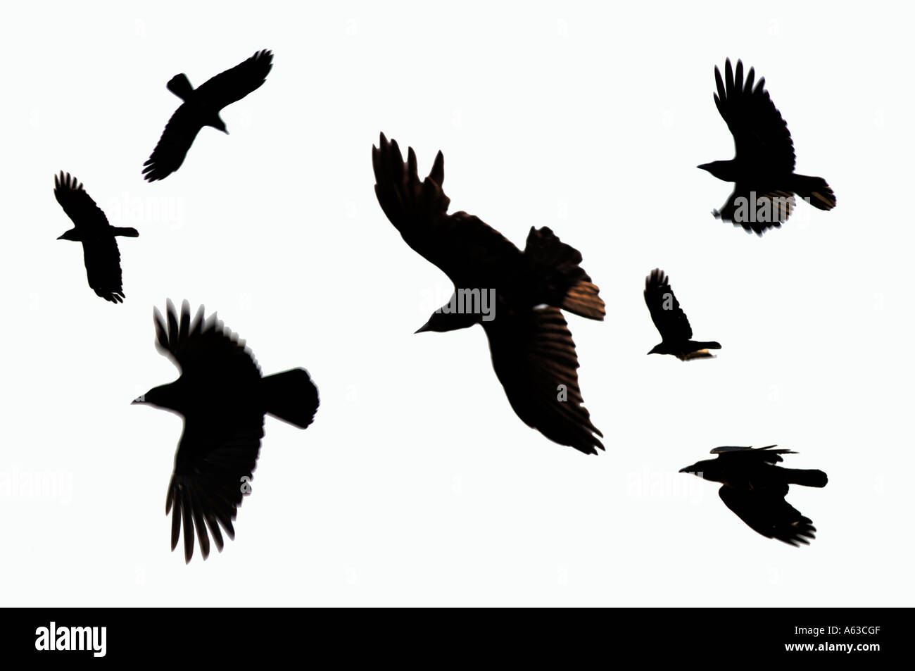 Birds catching flies hi-res stock photography and images - Alamy