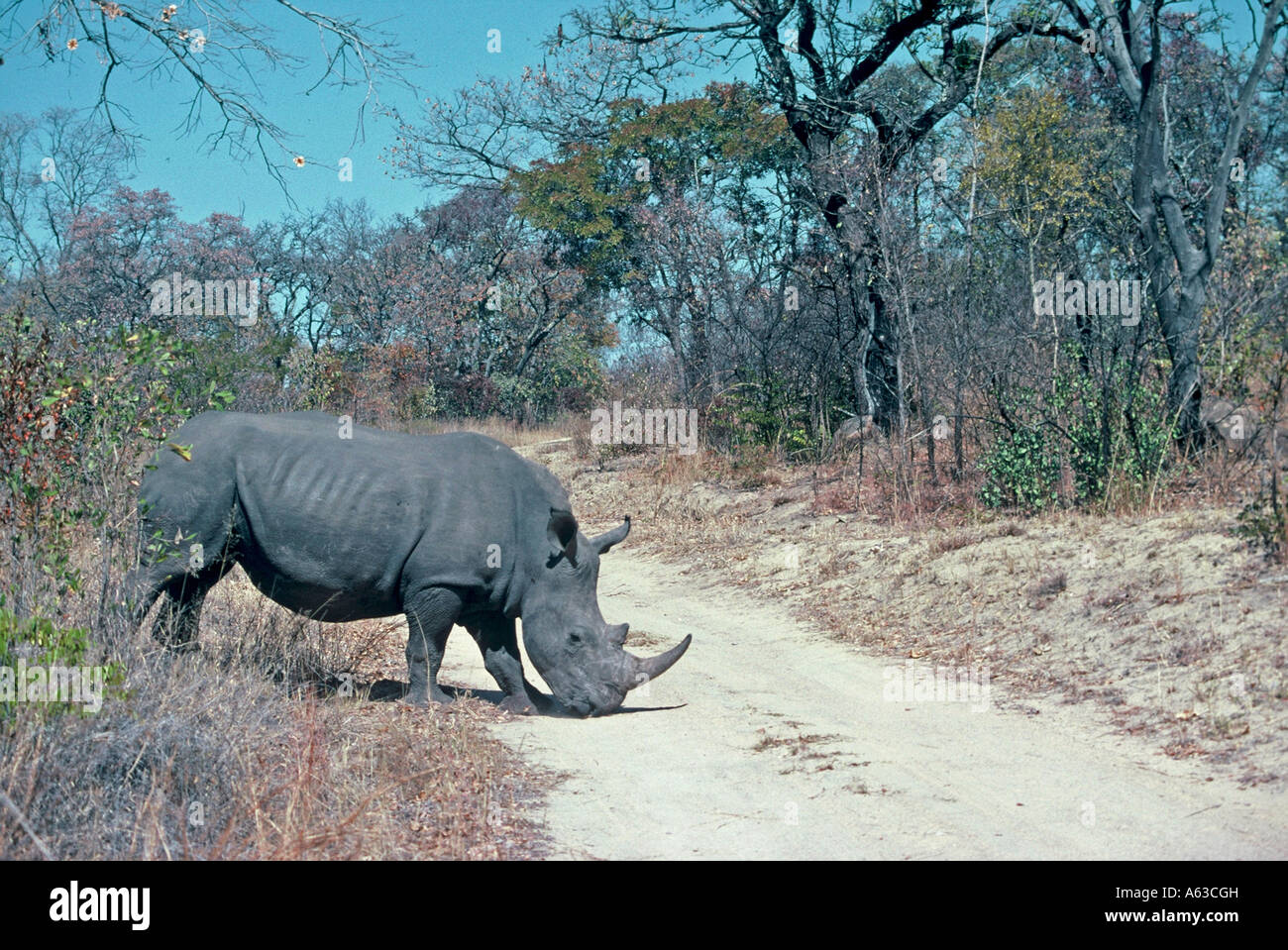 White Rhino Ceratotherium simum Stock Photo - Alamy