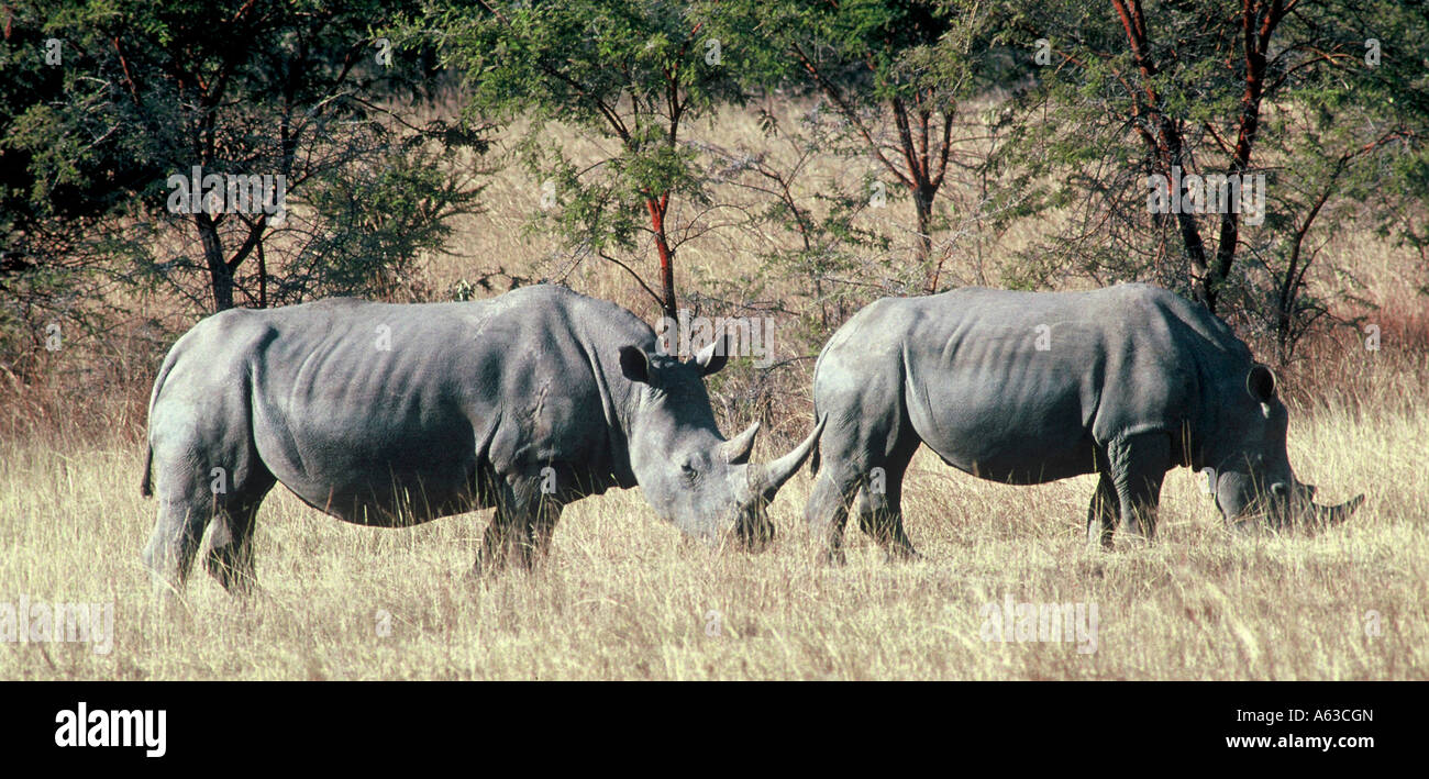 White Rhino Ceratotherium simum Stock Photo - Alamy