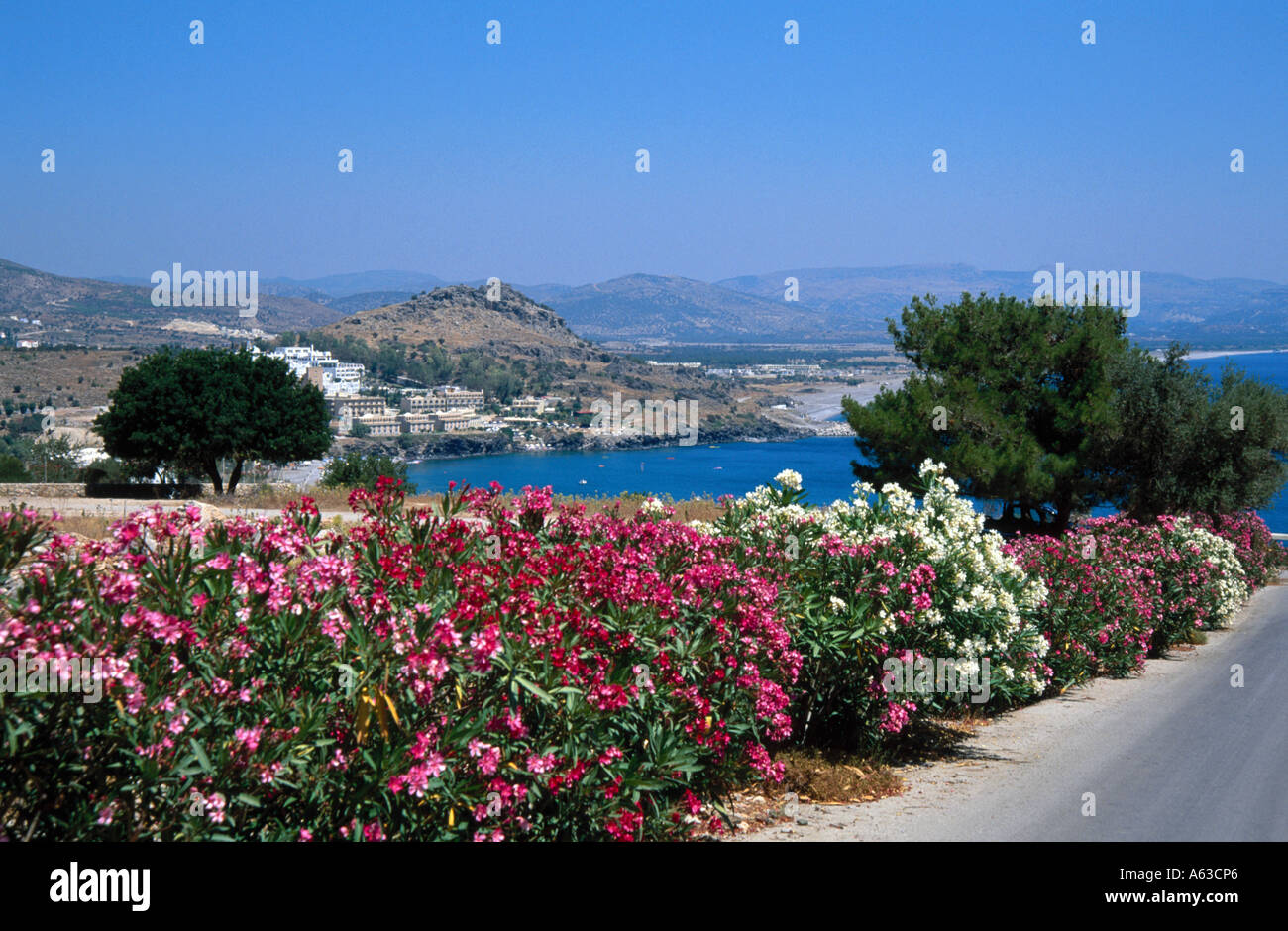 Oleander plants at roadside with bay in background, Vlicha Bay, Lindos ...