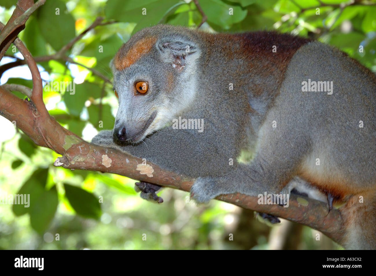 Female crowned lemur Eulemur coronatus Parc Ivoloina Madagascar Listed ...