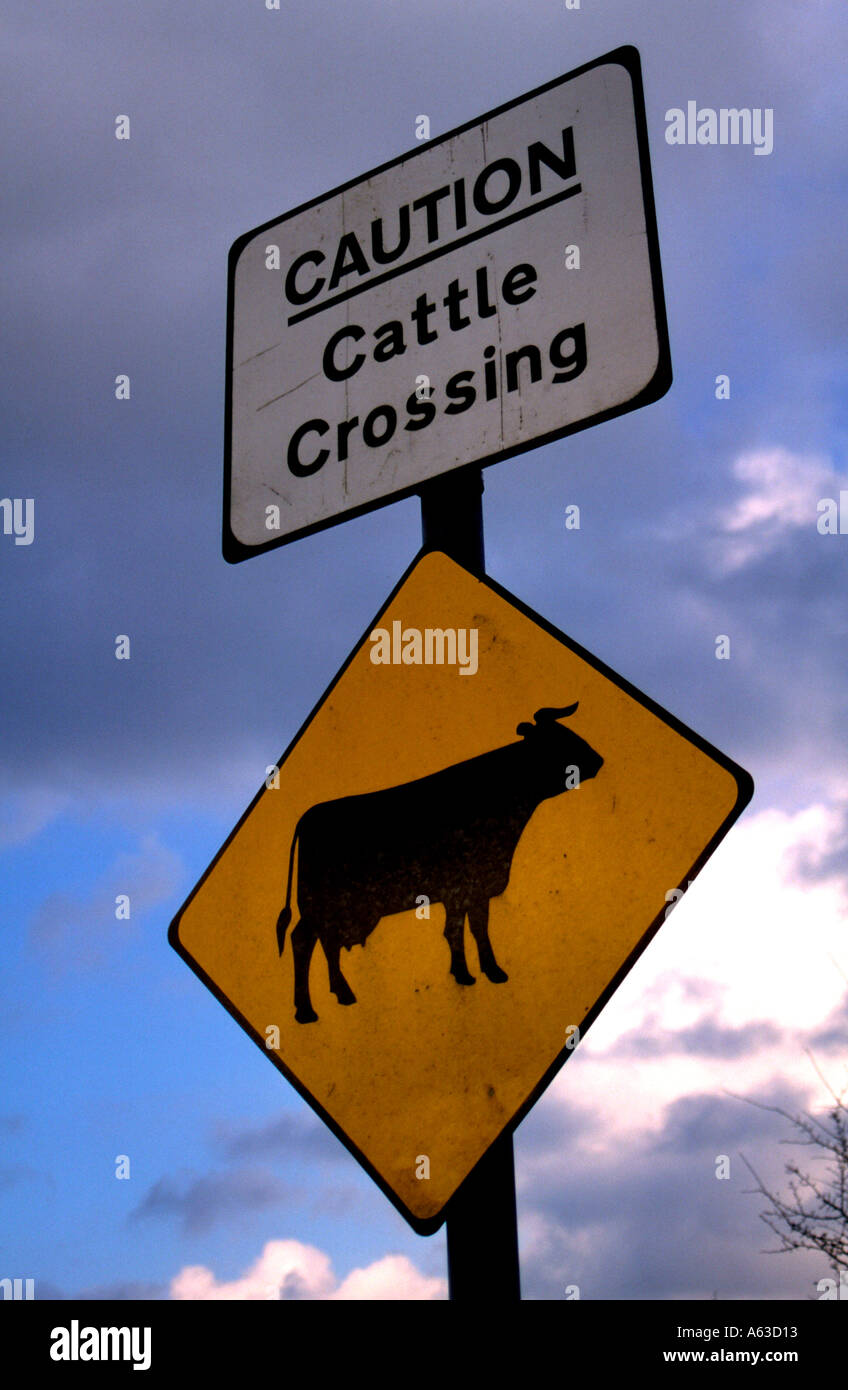 Cattle Crossing Sign Stock Photo - Alamy