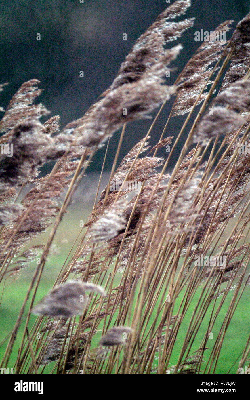 Plants waving in the wind hi-res stock photography and images - Alamy