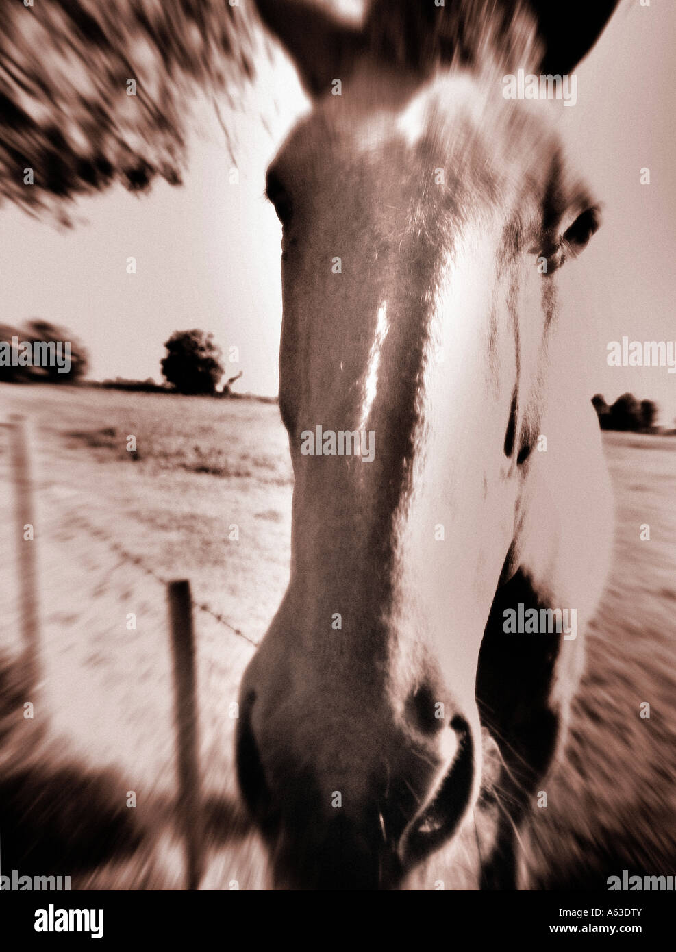 Distortion abstract animals dream nightmare portrait outside field ...