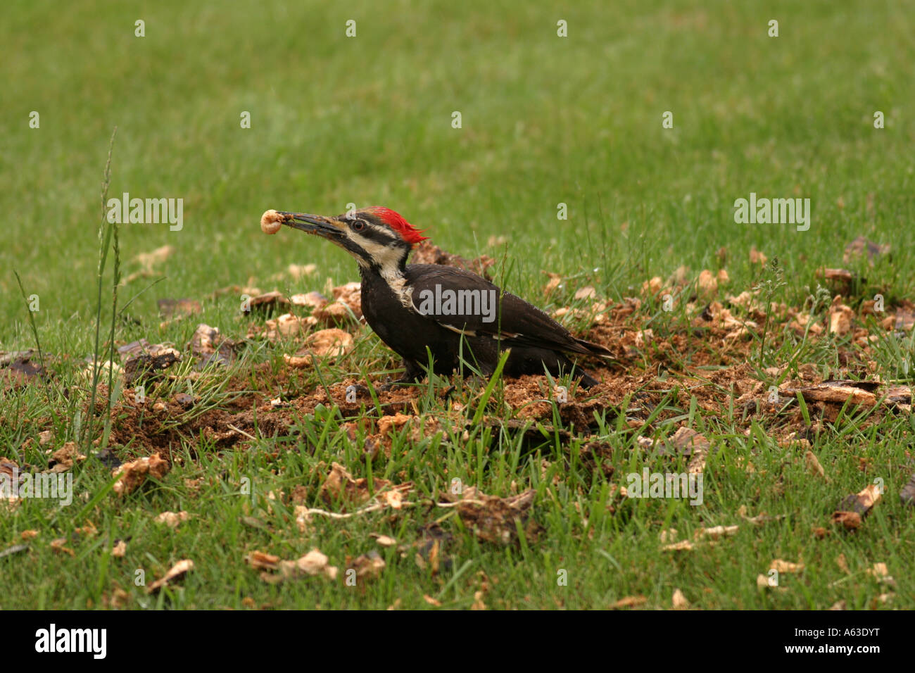 Pileated Woodpecker eating grub Stock Photo - Alamy