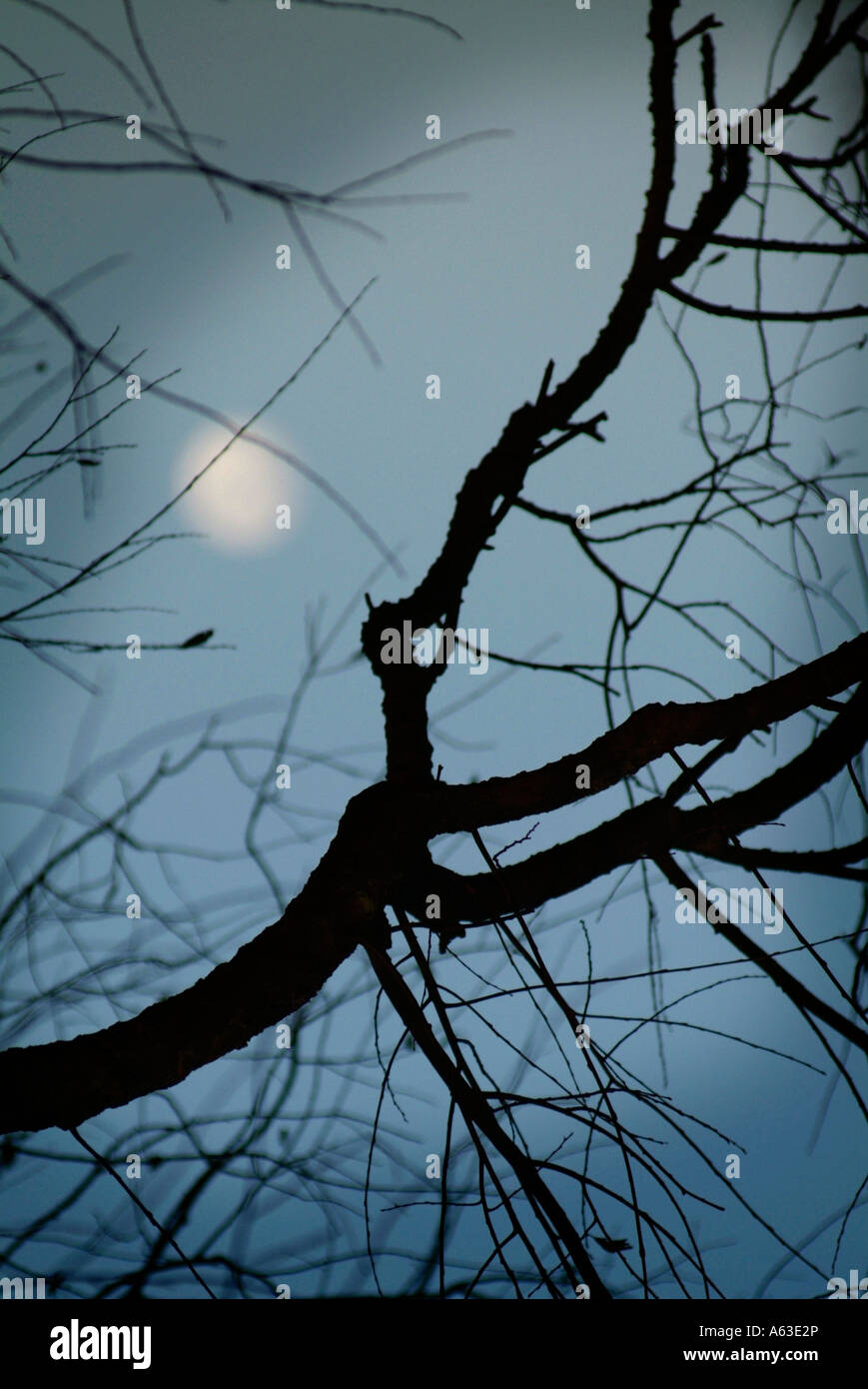 rising moon behind trees Stock Photo - Alamy
