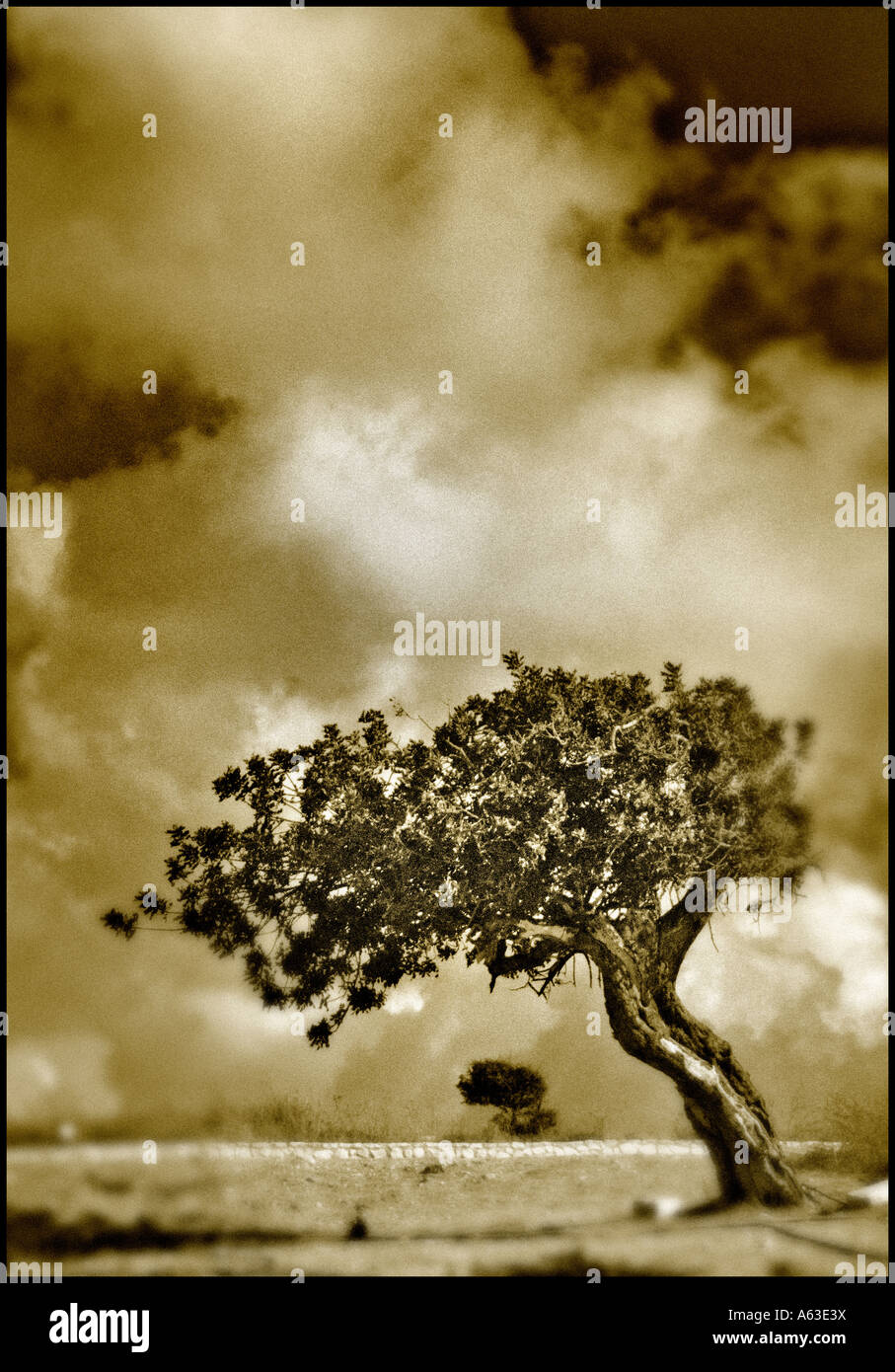 Growth windswept hi-res stock photography and images - Alamy