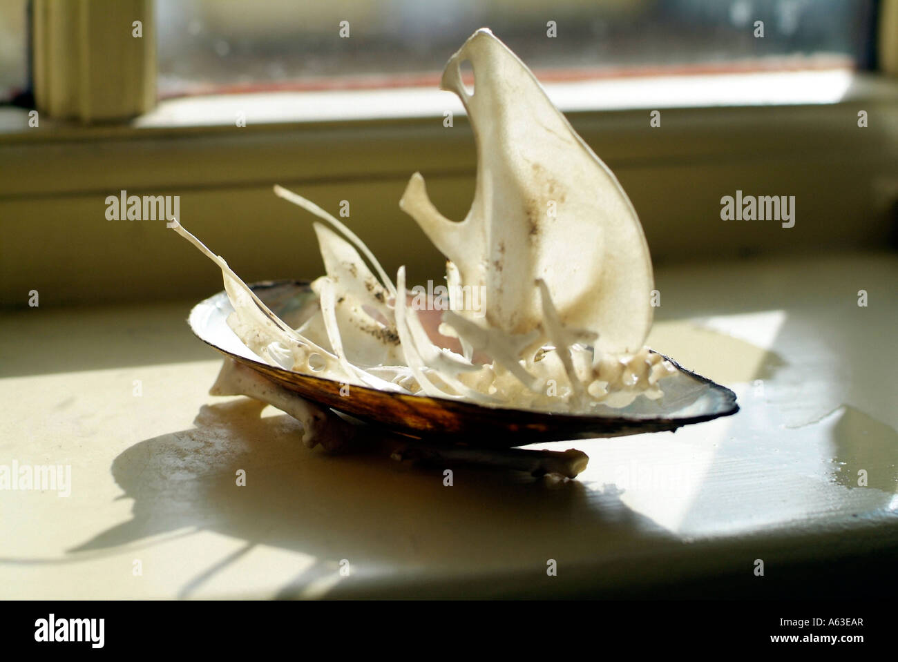 ship made from old bones Stock Photo - Alamy