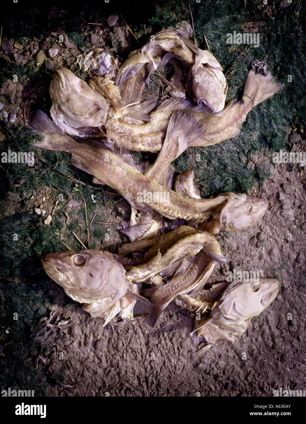 Fish head rotting hi-res stock photography and images - Alamy