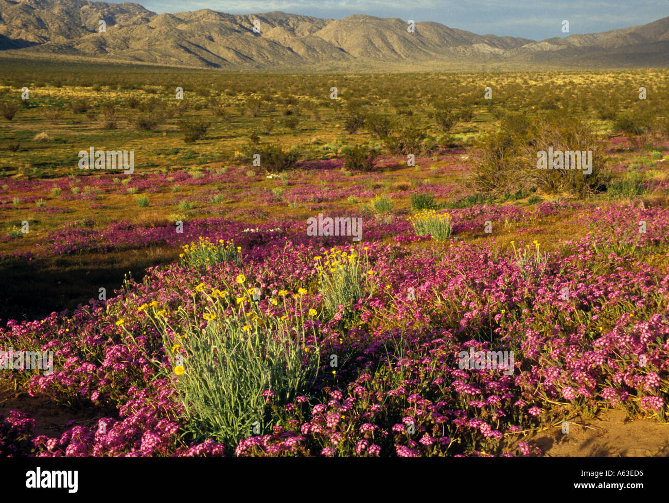 California Joshua Tree National Park wild flowers Stock Photo - Alamy