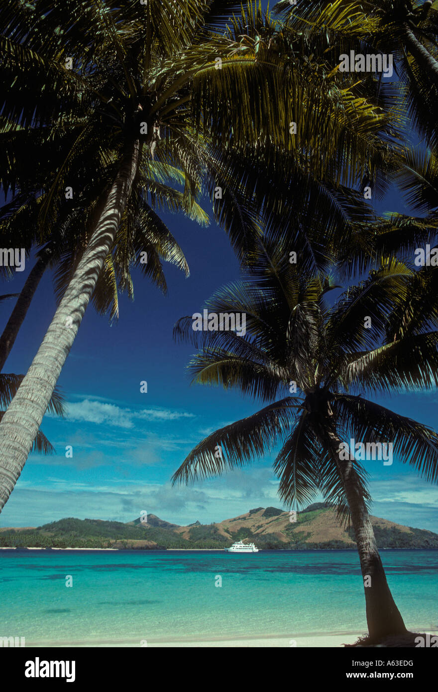 palm trees, Tawewa Island, Matacawalevu Island, background, Yasawa ...