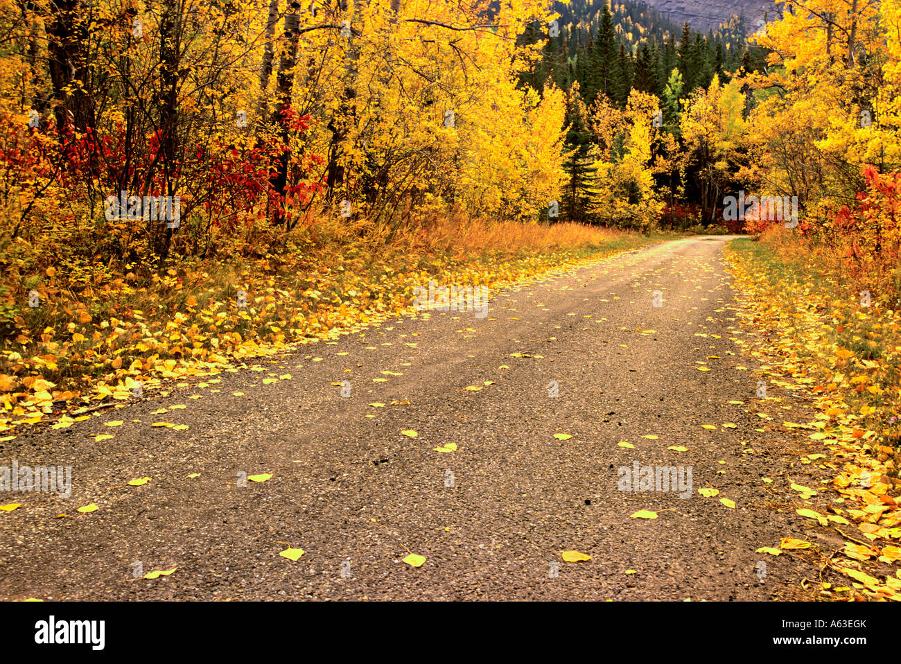 Country Lane in autumn Stock Photo - Alamy
