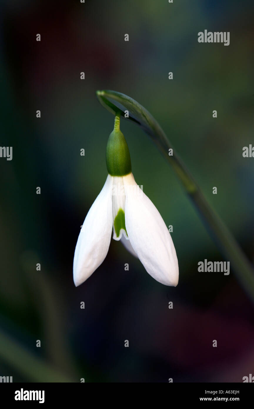 A single snowdrop Stock Photo - Alamy