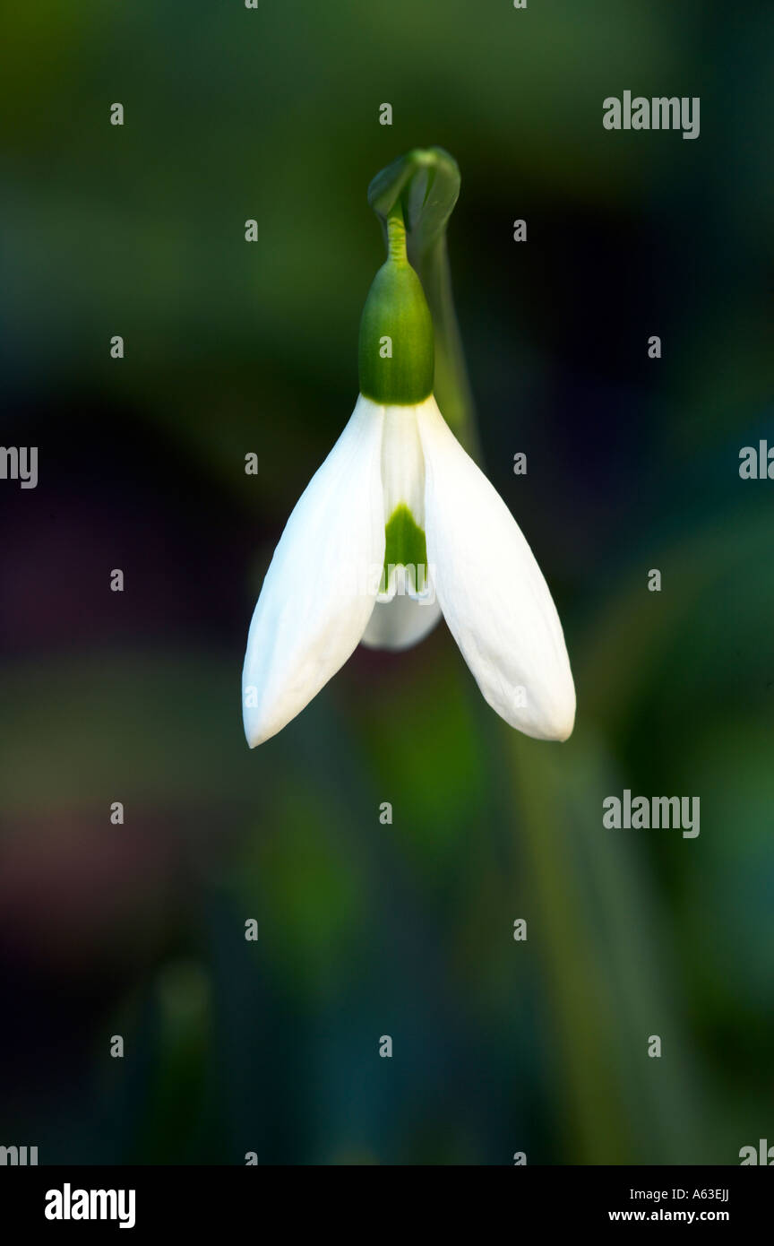 A single snowdrop Stock Photo - Alamy