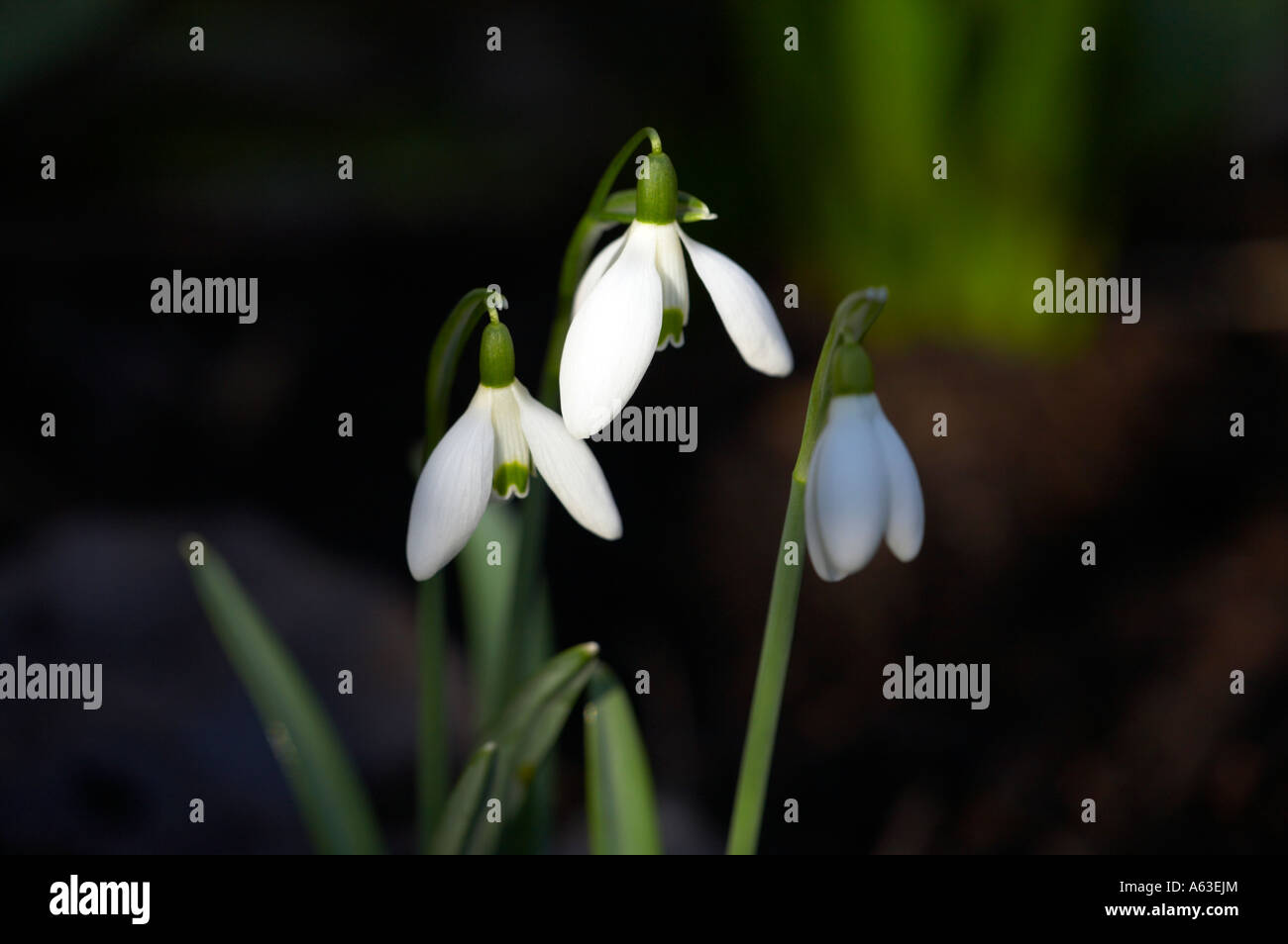 Three snowdrops in a London garden Stock Photo - Alamy