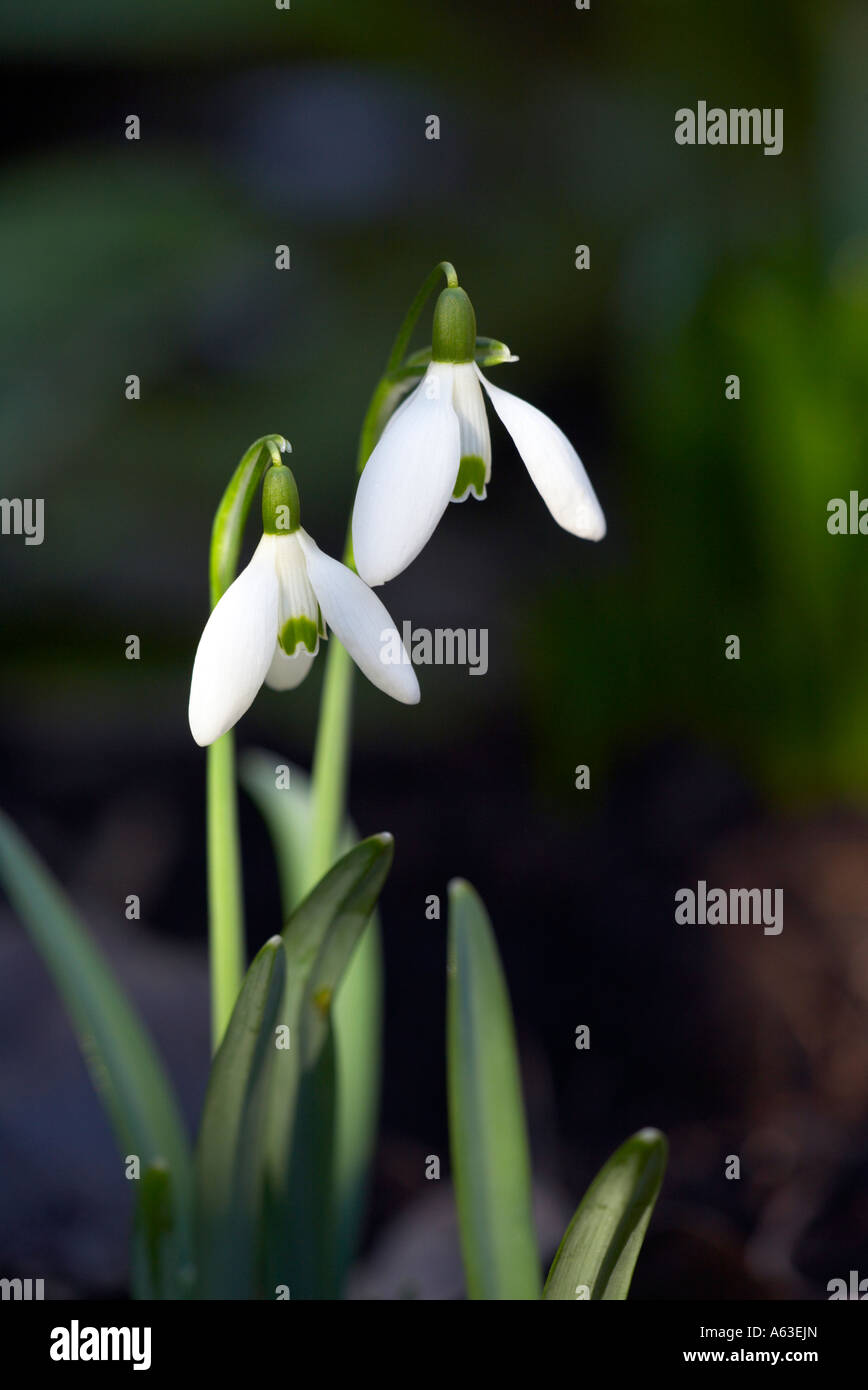 A pair of snowdrops in a London garden Stock Photo - Alamy