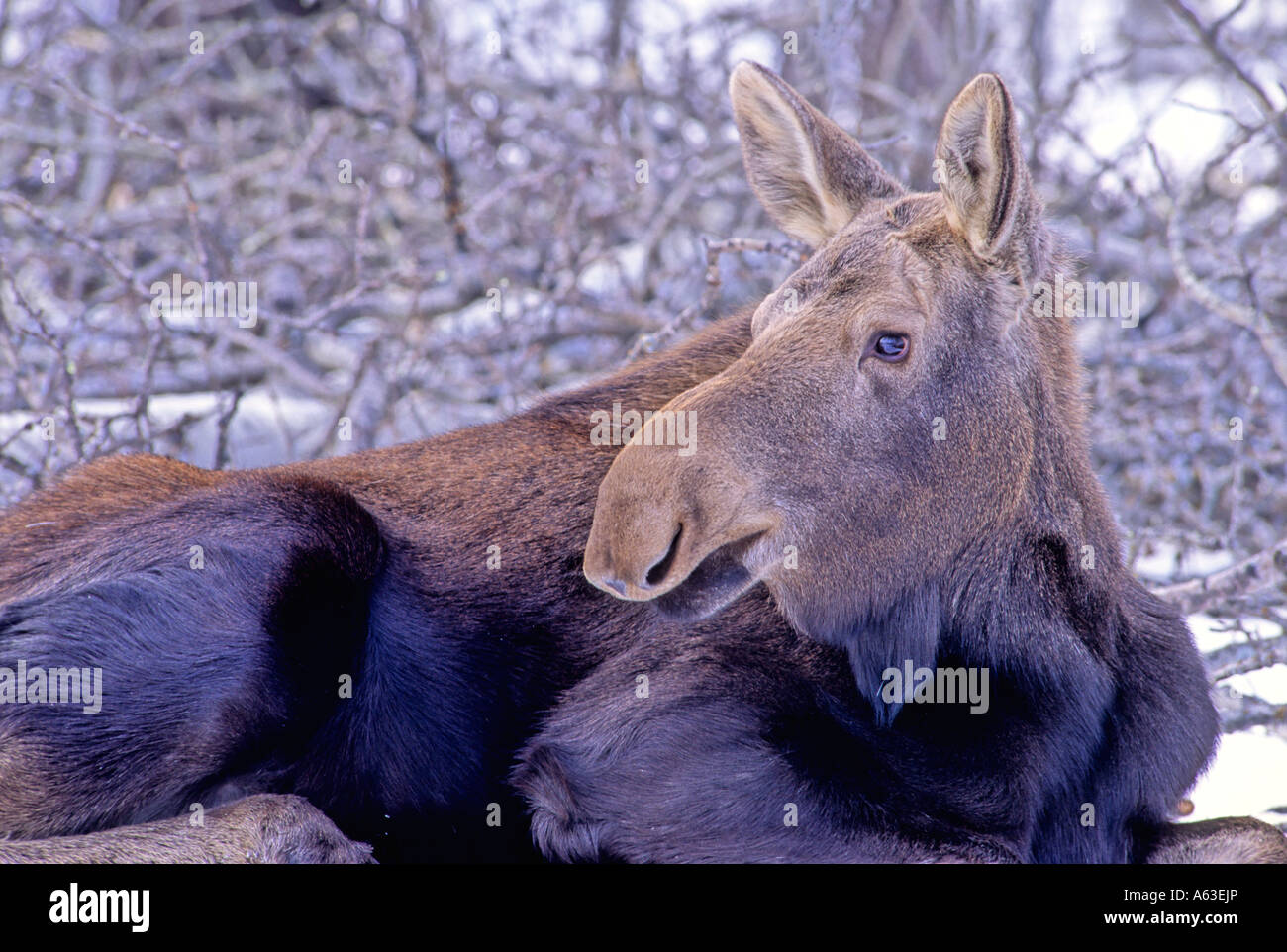Moose 98 hi-res stock photography and images - Alamy