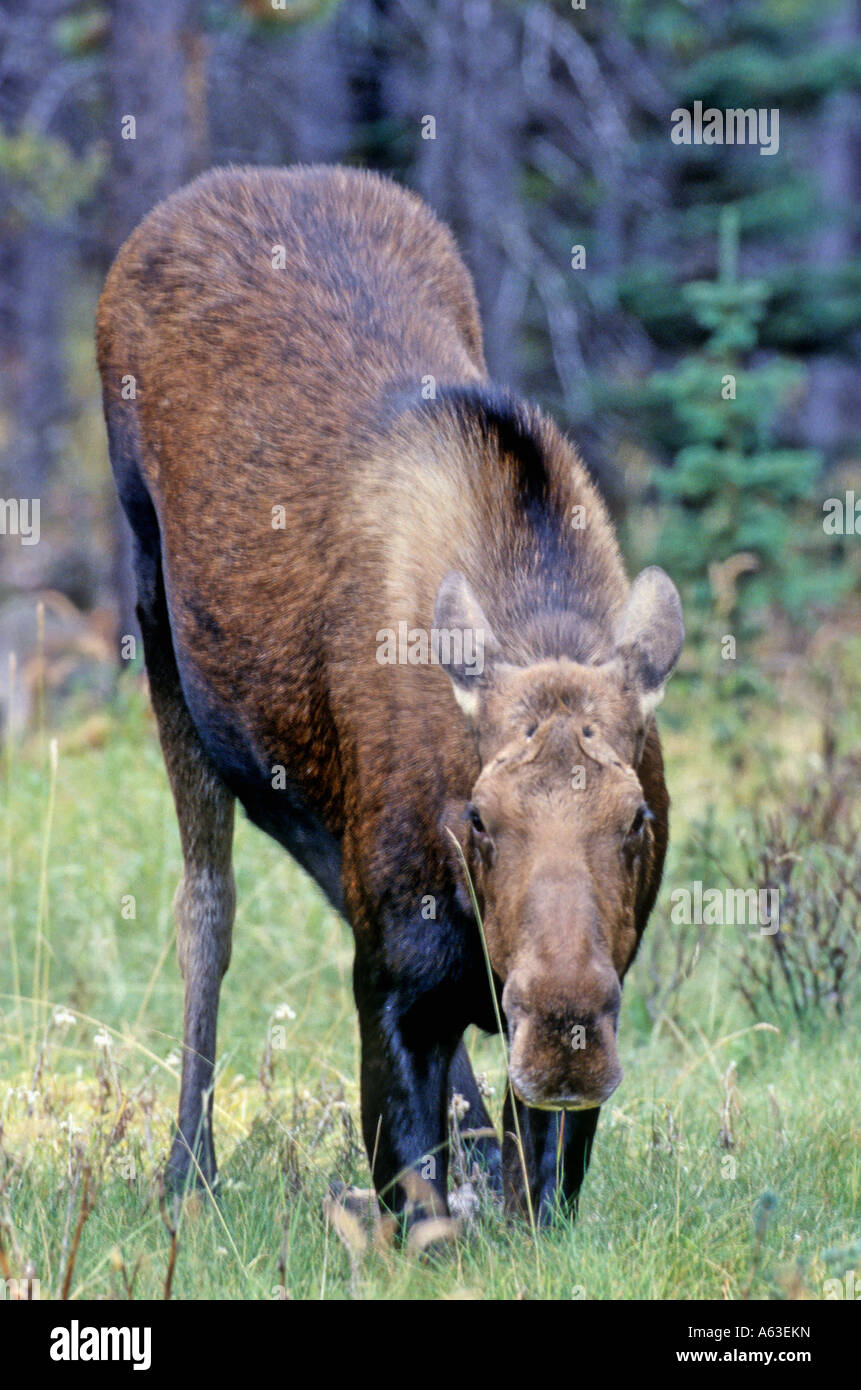 Kneeling Cow High Resolution Stock Photography and Images - Alamy