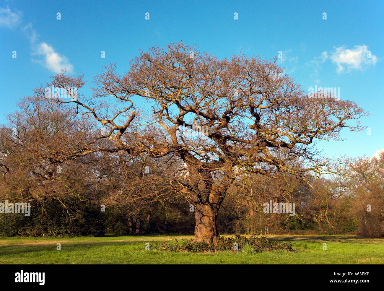 Oak Tree in Epping Forest London UK Stock Photo - Alamy