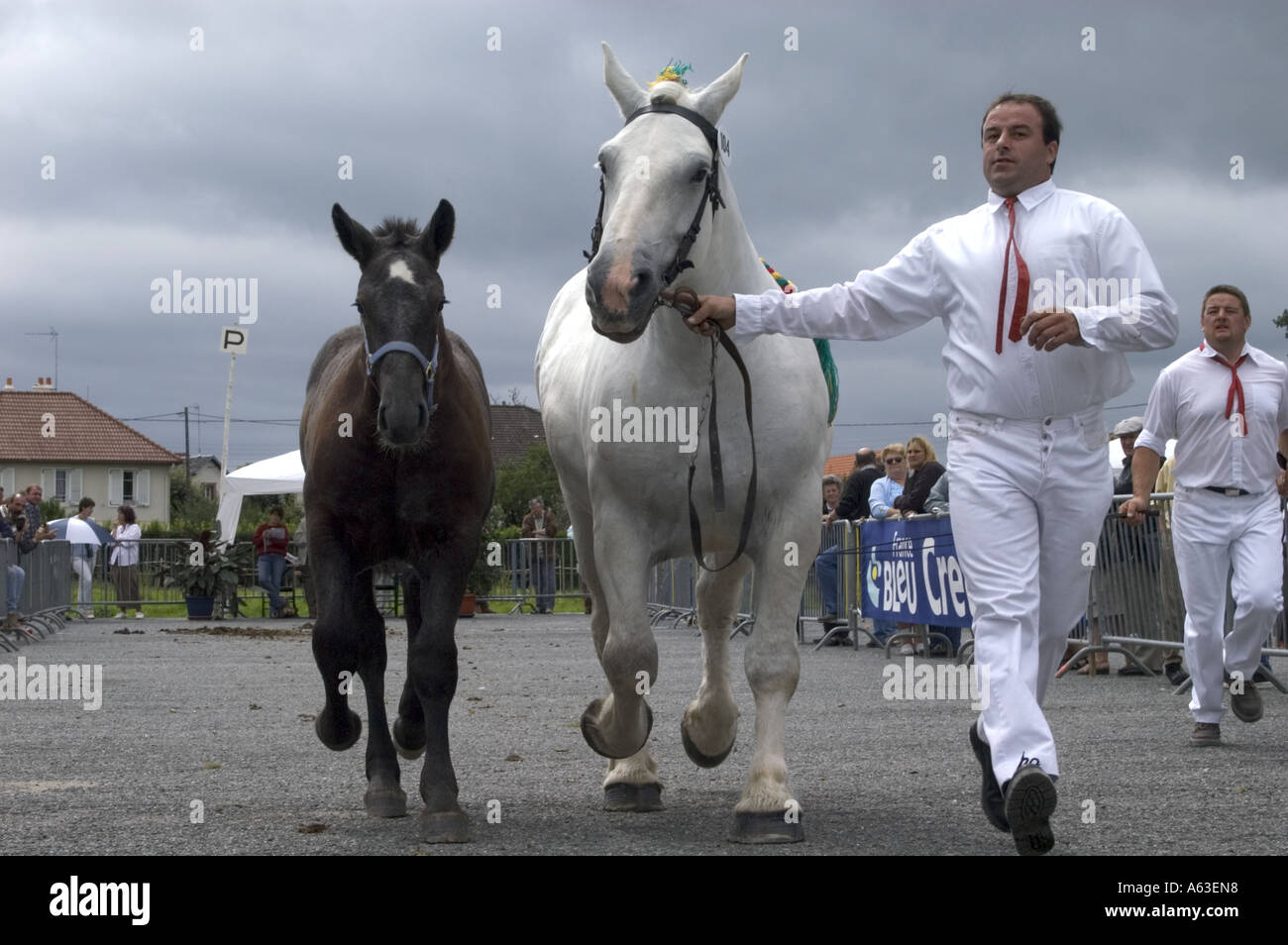 Running the horses at a heavy horse mare and foal show in La ...