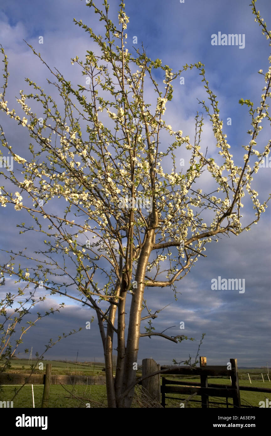 Gage tree hi-res stock photography and images - Alamy