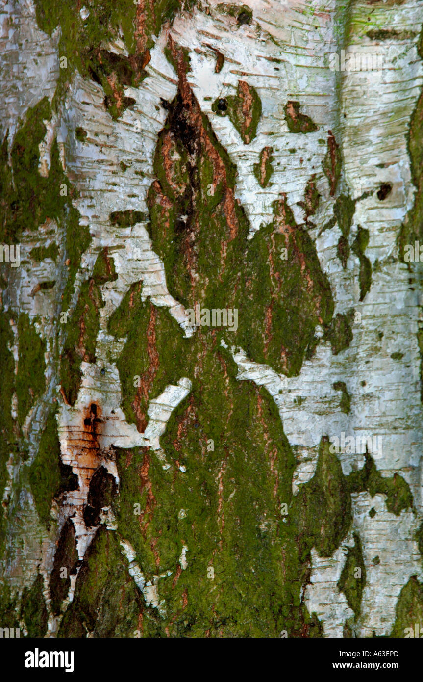 Distinct surface patterns hi-res stock photography and images - Alamy