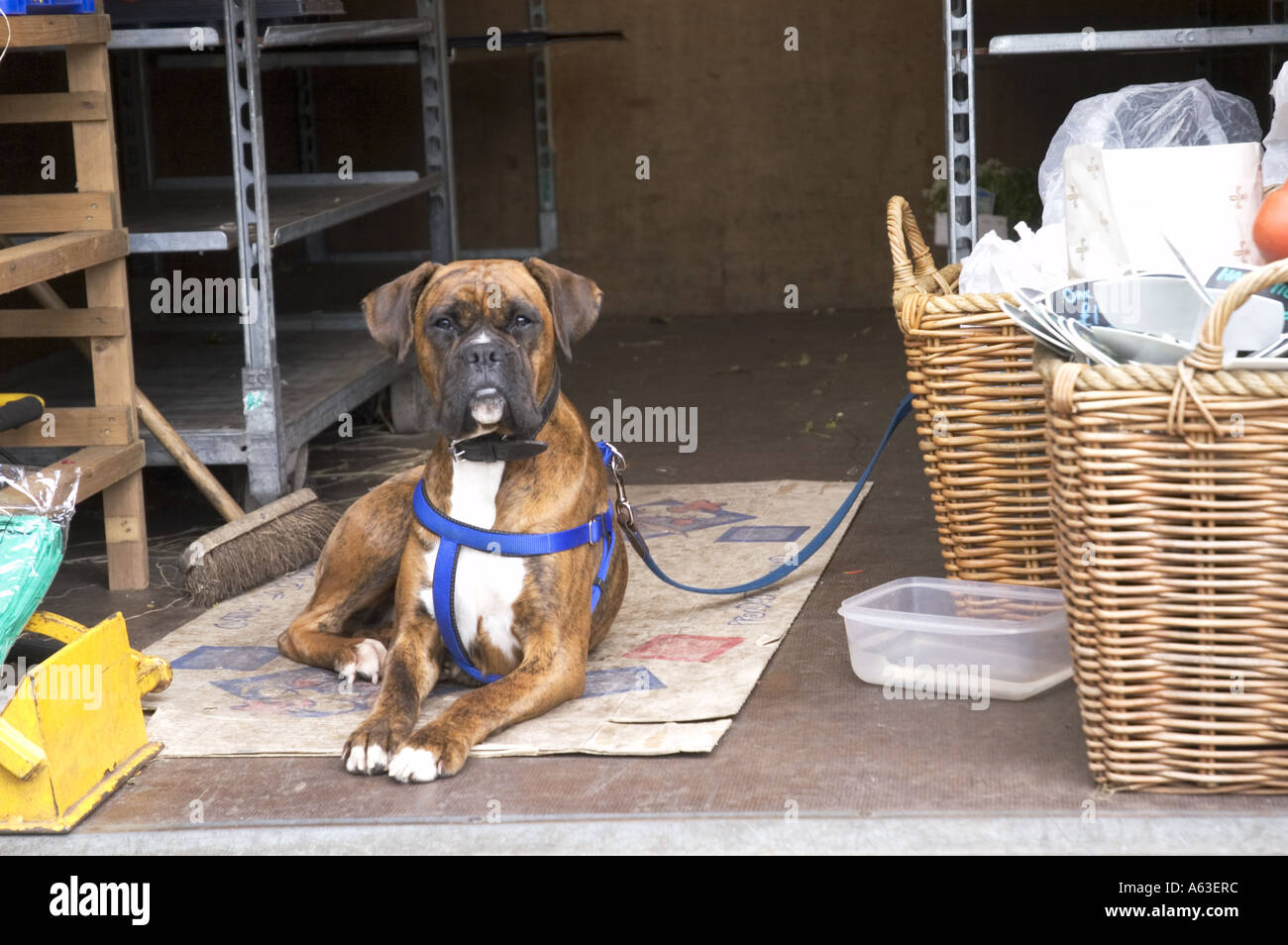 Boxer dog sitting down in hi-res stock photography and images - Alamy