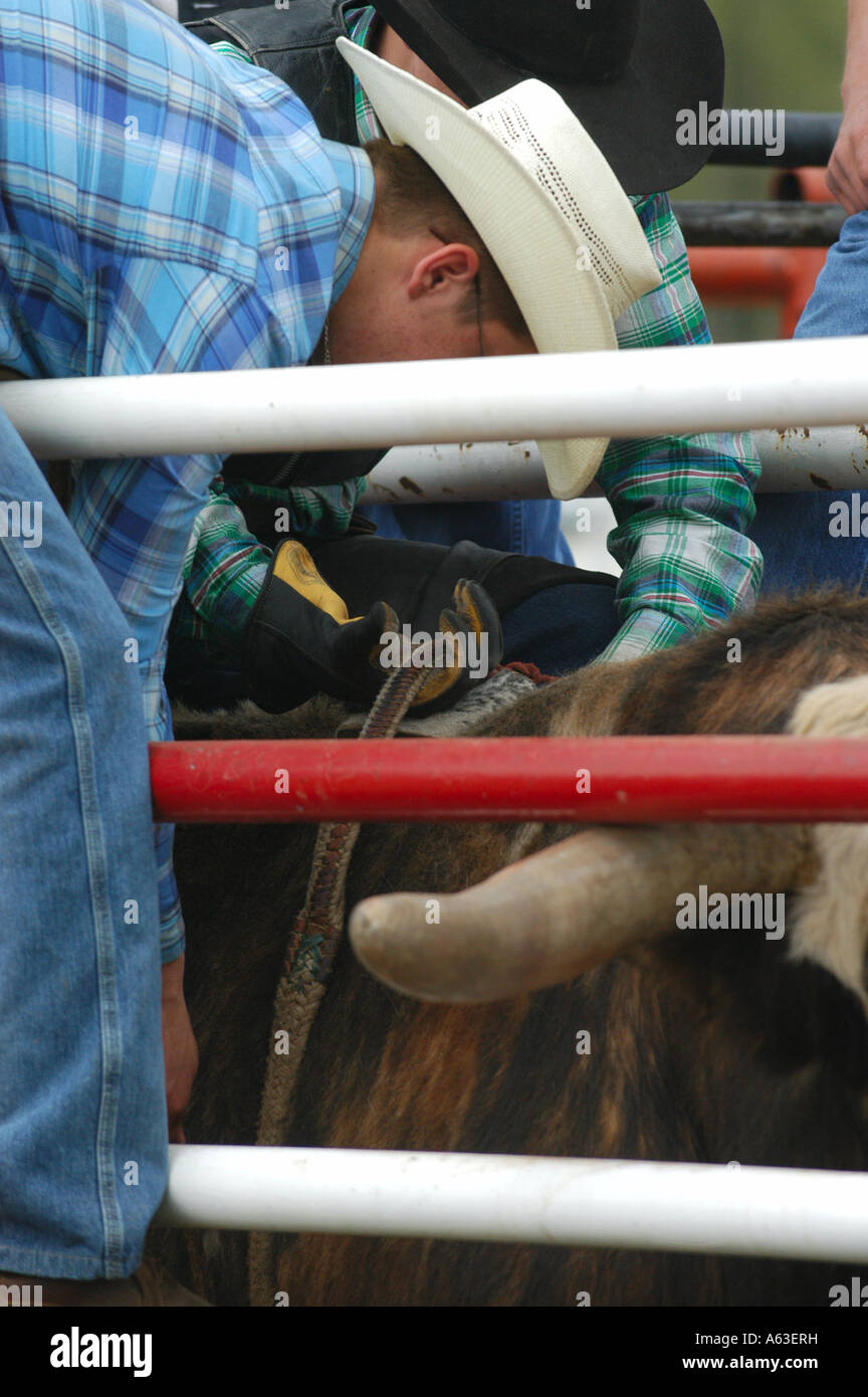 Bull riding chute hi-res stock photography and images - Alamy