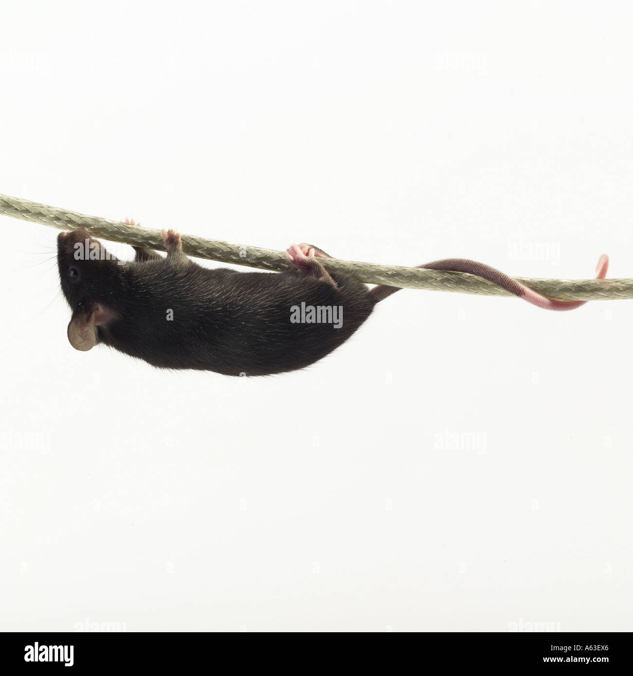 Close-up of mouse balancing on rope Stock Photo - Alamy