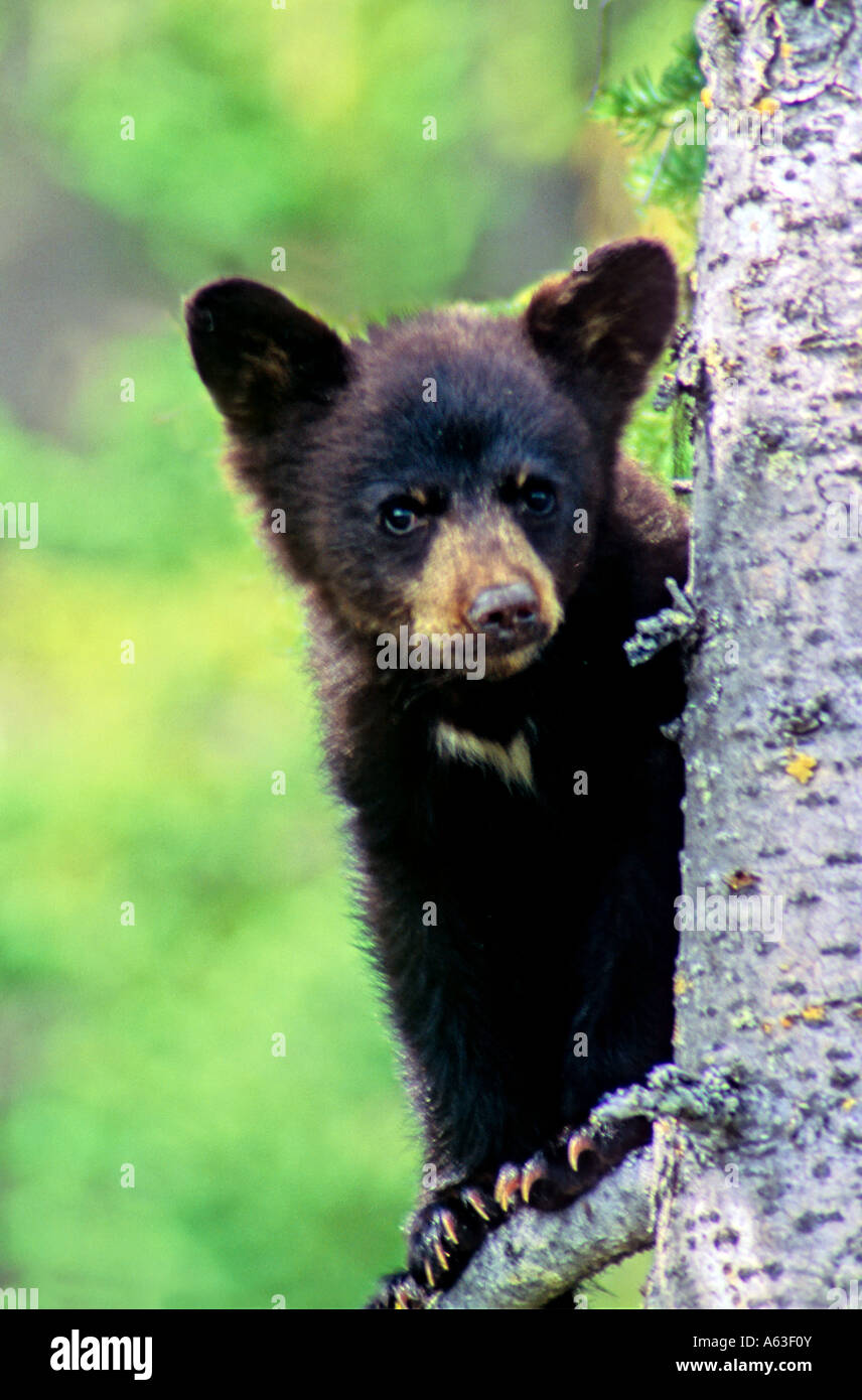 Little Black Bear cub 70 Stock Photo - Alamy