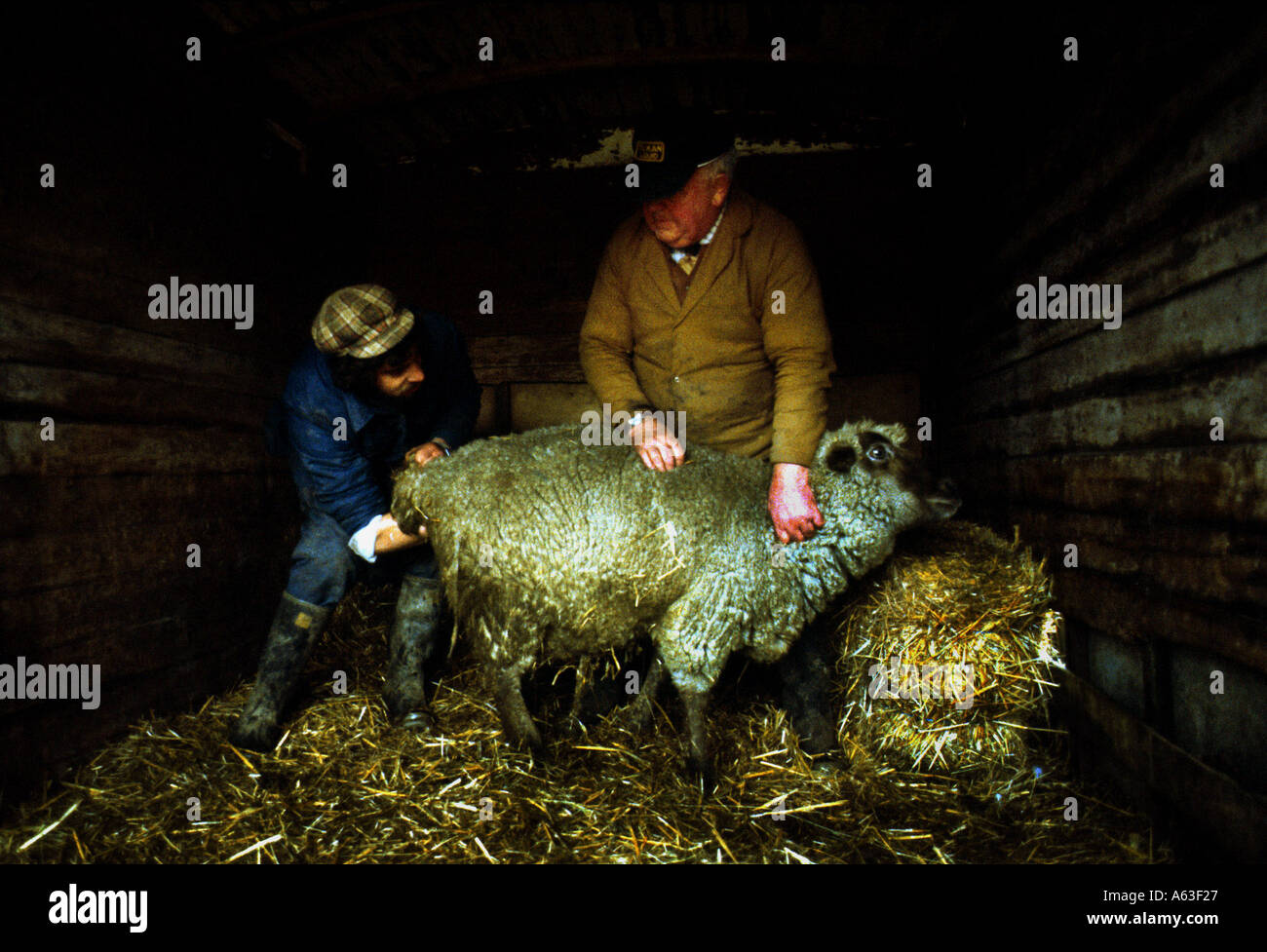 FARMING LAMBING TIME ON AN ESSEX FARM ENGLAND Stock Photo - Alamy