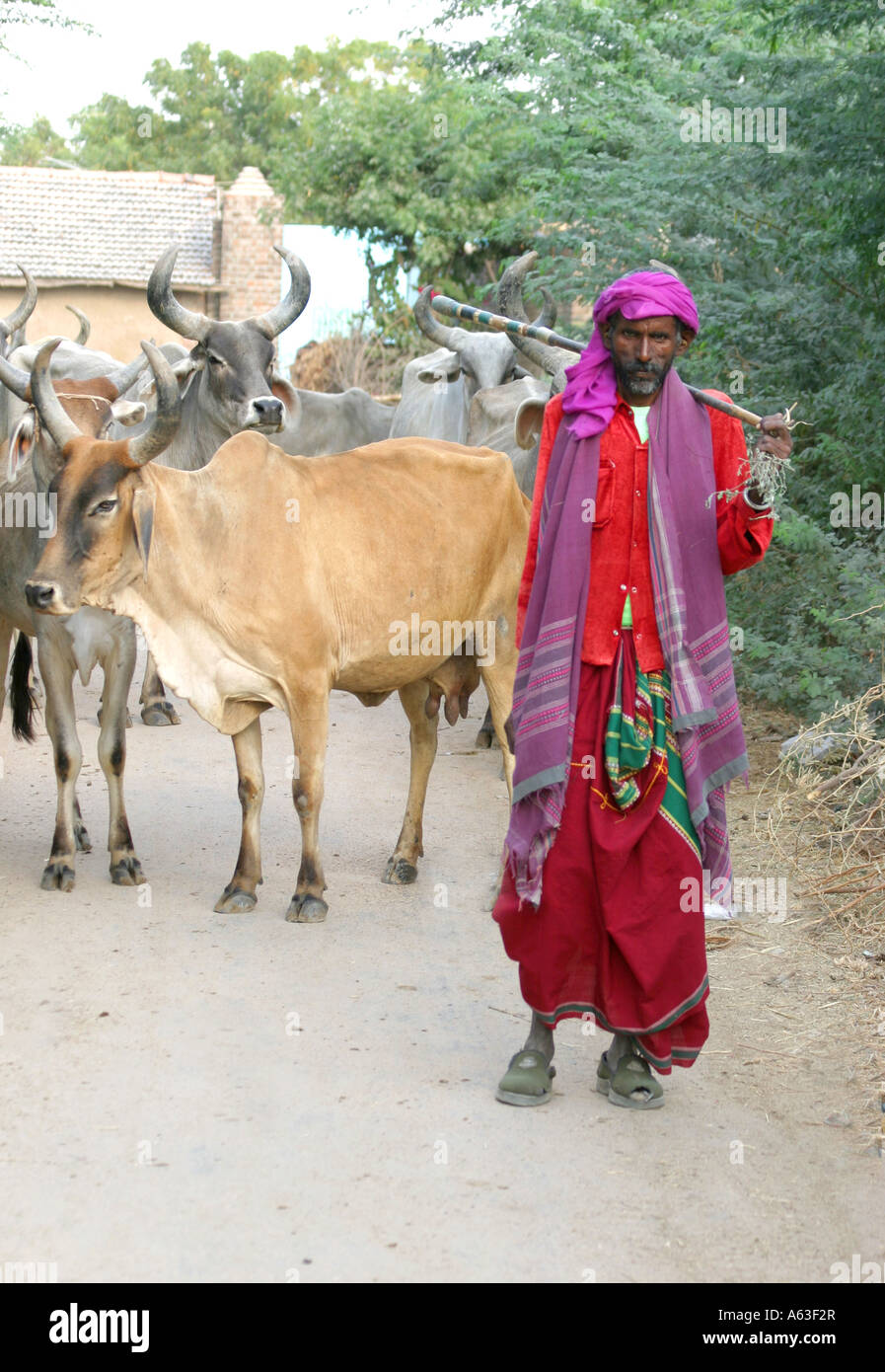 colourful herdsman of the Barwad tribal group in Ambala village in ...